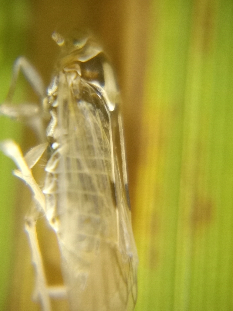 White-backed Planthopper from Kaohsiung, TW-KH, TW on September 9, 2024 ...