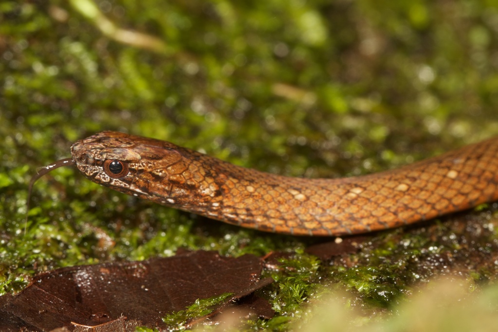 Rustyhead Snake (Reptiles of Costa Rica's Southern Caribbean Lowlands ...