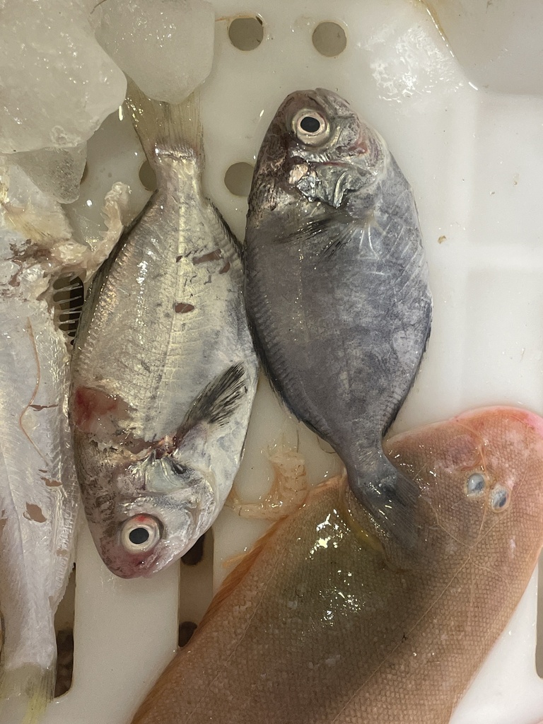 Pacific rudderfish in September 2024 by Alex Pintsen JIN · iNaturalist