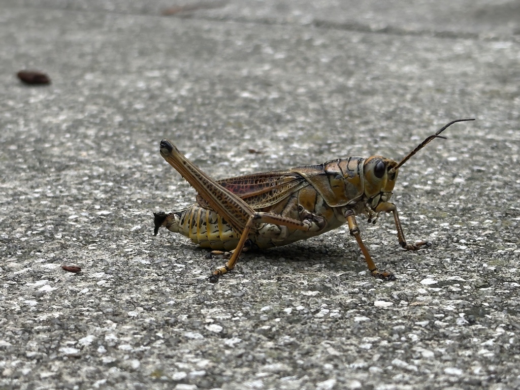 Eastern Lubber Grasshopper from S Village Cir, Tampa, FL, US on ...