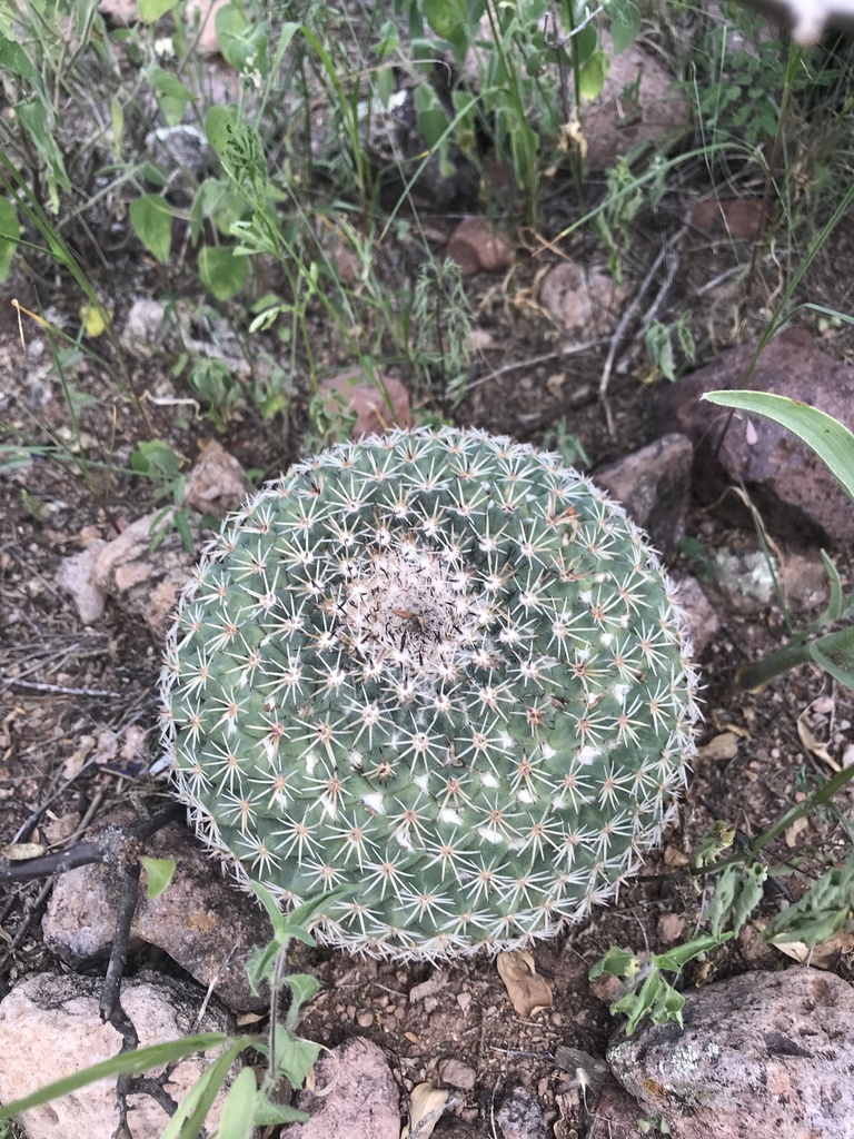 Coryphantha clavata from Mezquital, Dgo., MX on September 8, 2024 at 02 ...