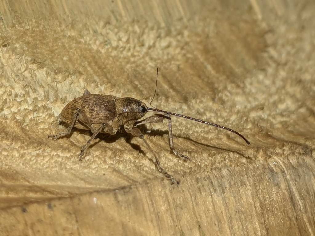 Curculio proboscideus from Severna Park, MD 21146, USA on September 8 ...