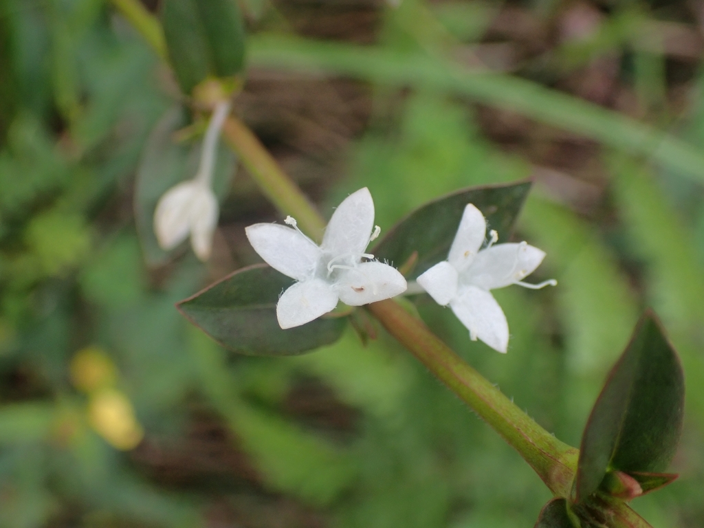 buttonweed from White Springs, FL 32096, USA on September 8, 2024 at 02 ...