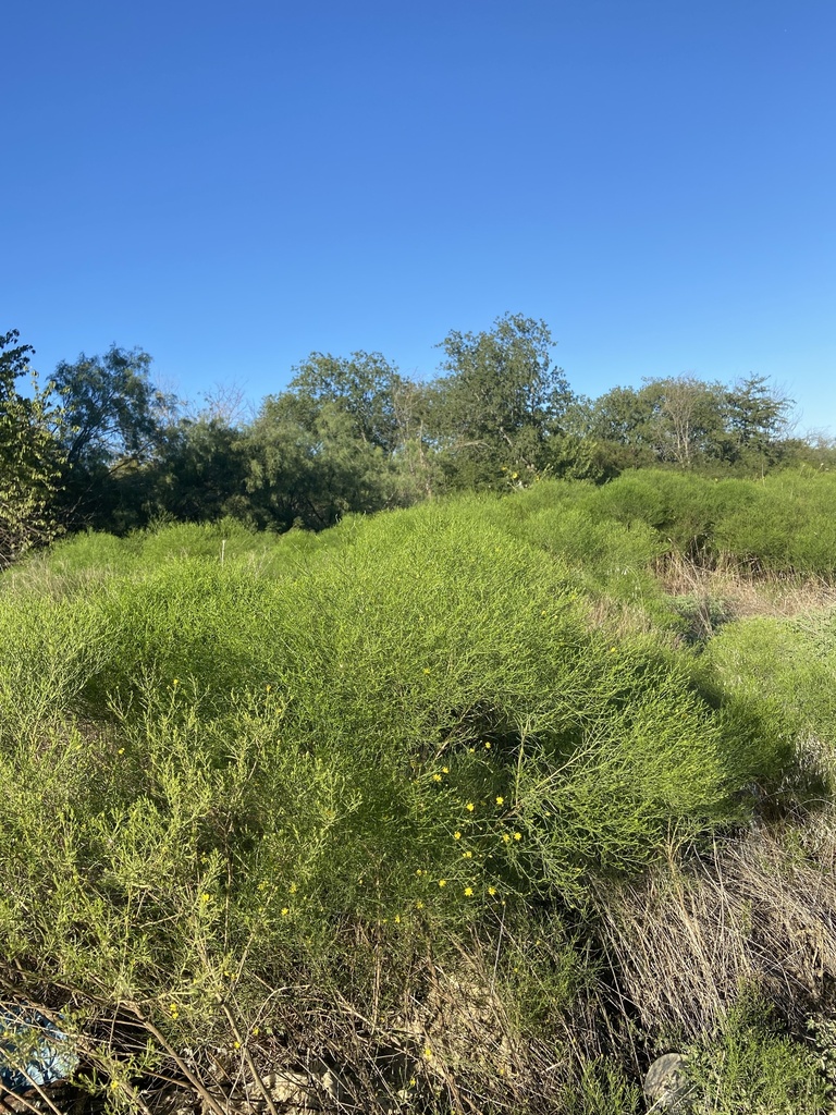prairie broomweed from Allred Rd, Denton, TX, US on September 8, 2024 ...