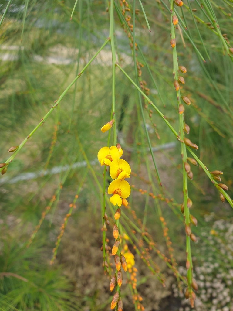 native broom from Toormina NSW 2452, Australia on September 9, 2024 at ...