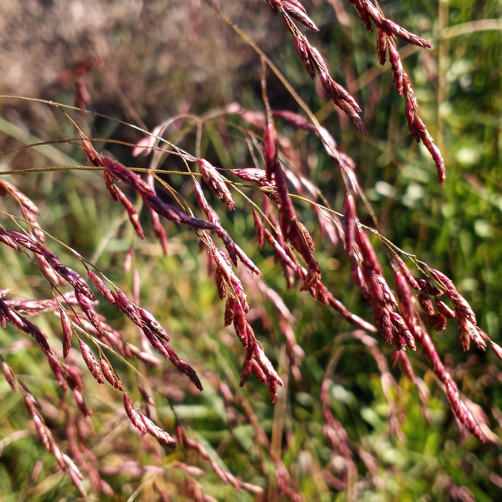 purpletop tridens from Queen Anne's, Maryland, United States on ...