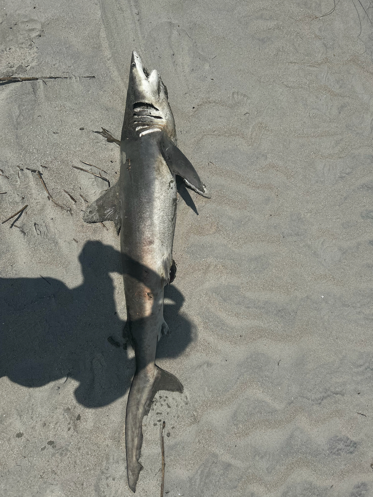 Finetooth Shark from Murrells Inlet on August 18, 2024 at 12:11 PM by ...