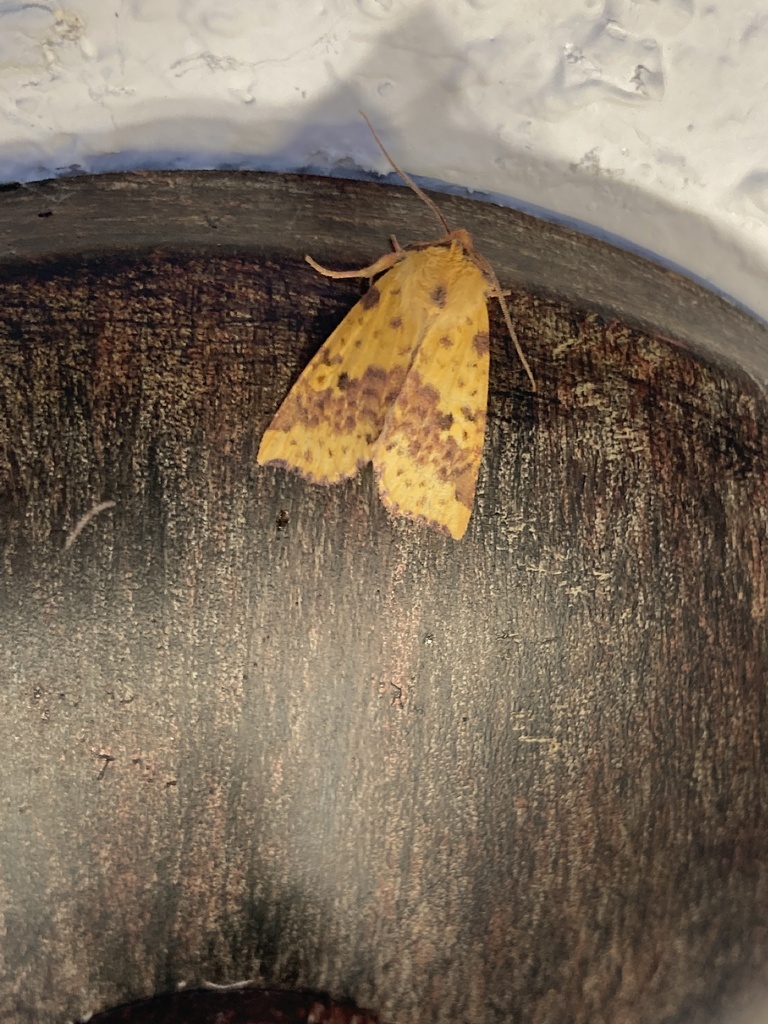 Pink-banded Sallow in September 2024 by canuckamok · iNaturalist