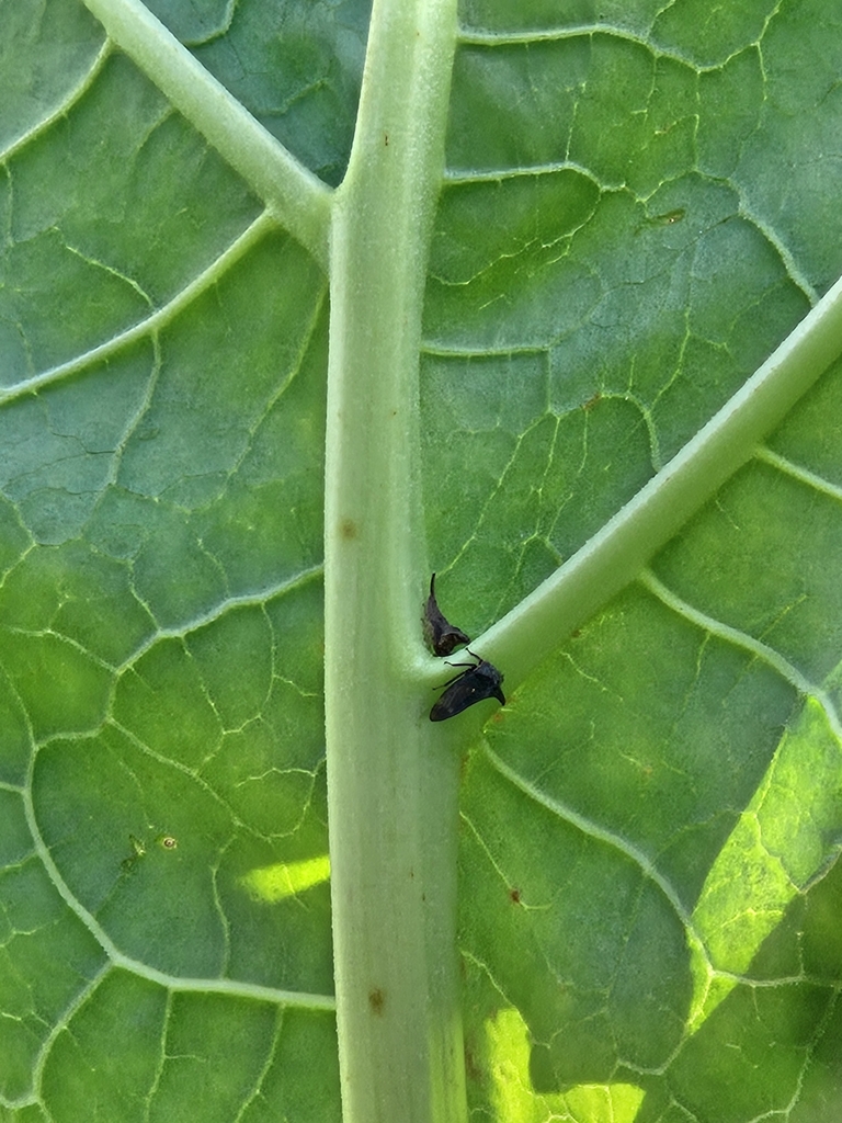 Tri-horned treehopper from Tawhero, Whanganui, New Zealand on September ...