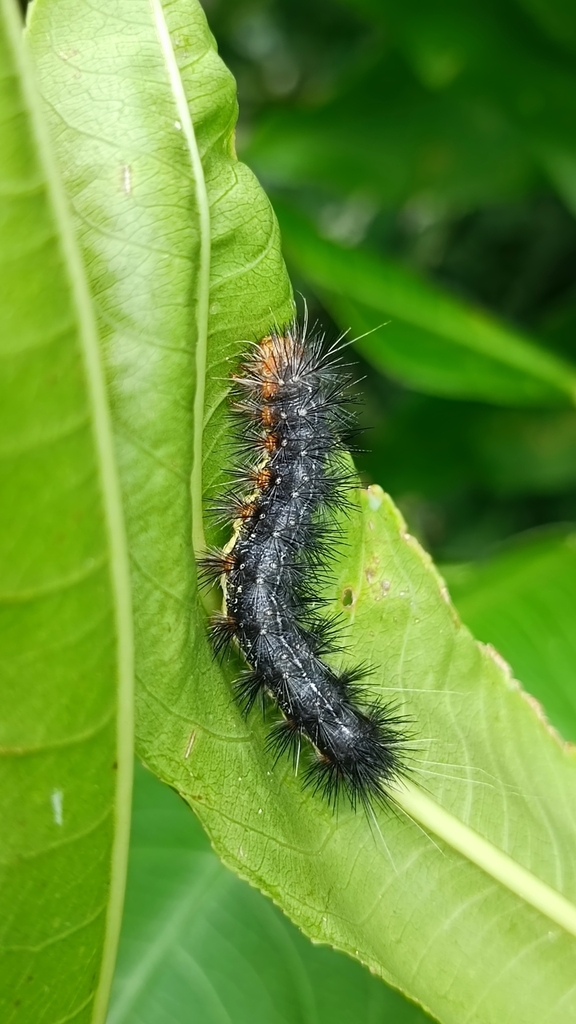 Hypercompe from 82532 Sin., México on September 8, 2024 at 08:33 AM by ...