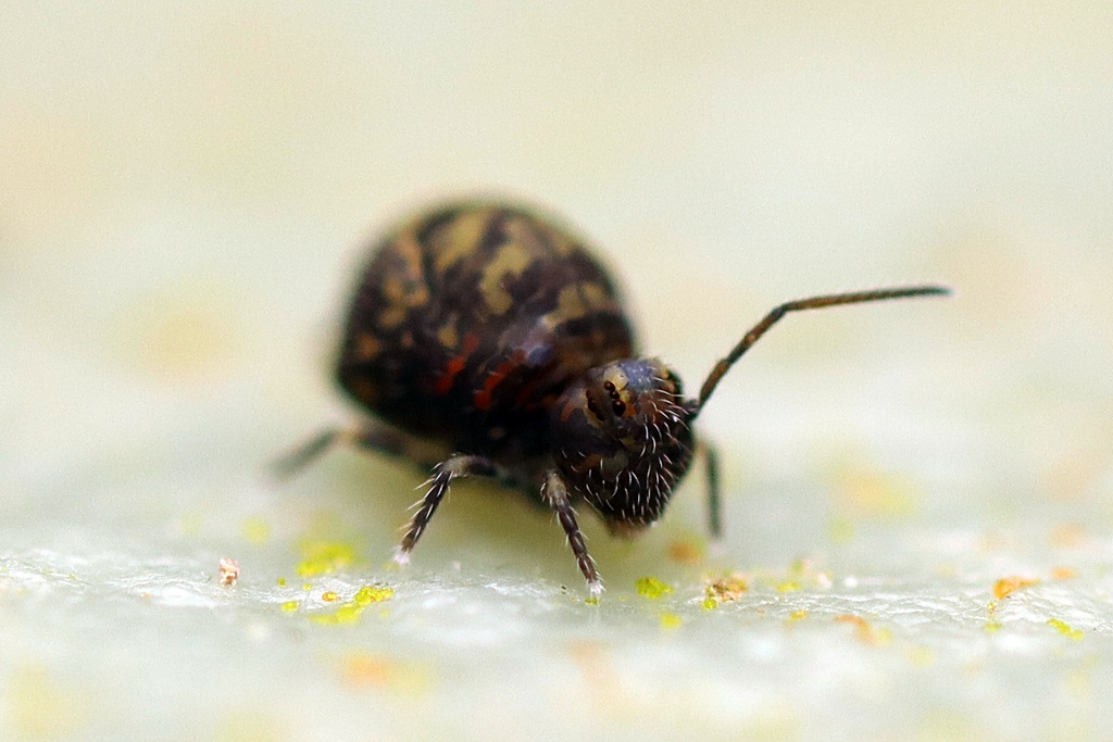 Globular Springtails from Ruawai, New Zealand on September 6, 2024 at ...