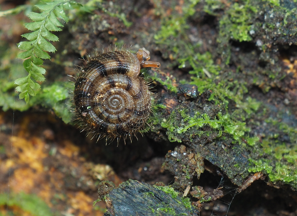 Suteria from Oropi 3173, New Zealand on September 08, 2024 at 12:26 PM ...