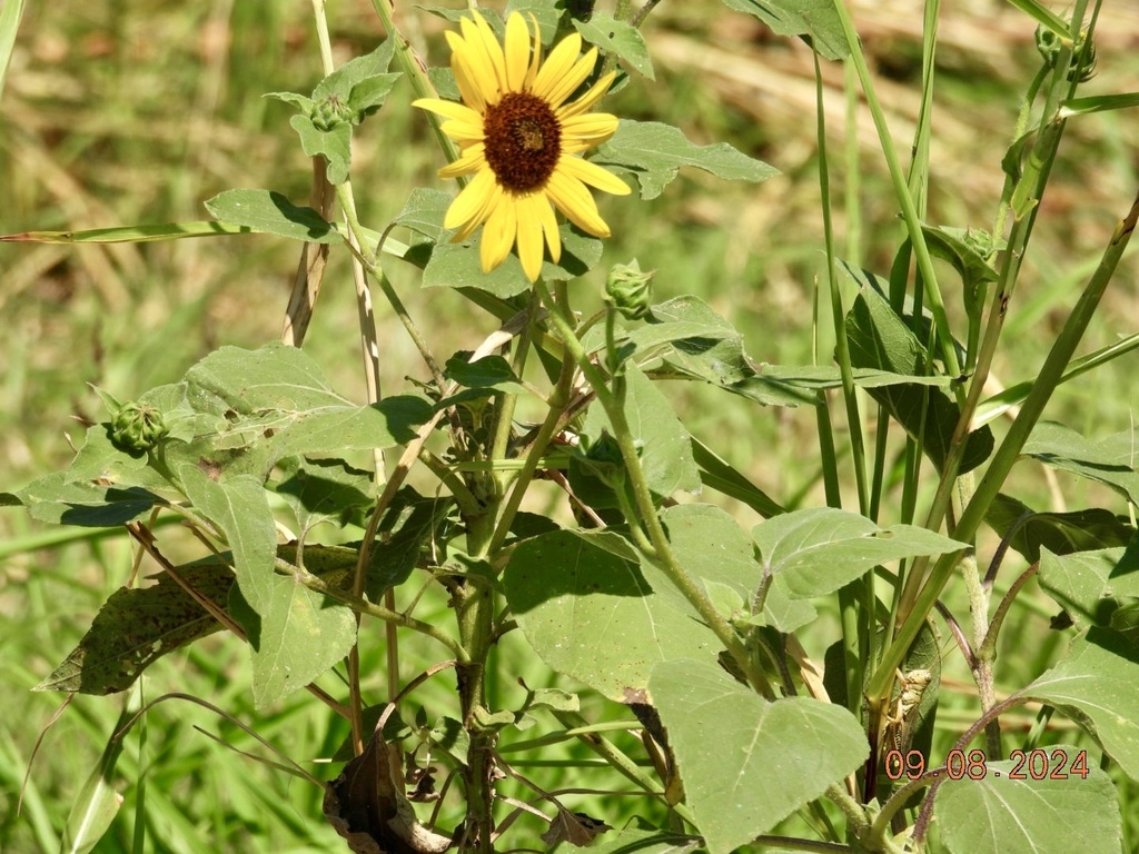 Common Sunflower from Lillard Park, Oklahoma City, OK, US on September ...