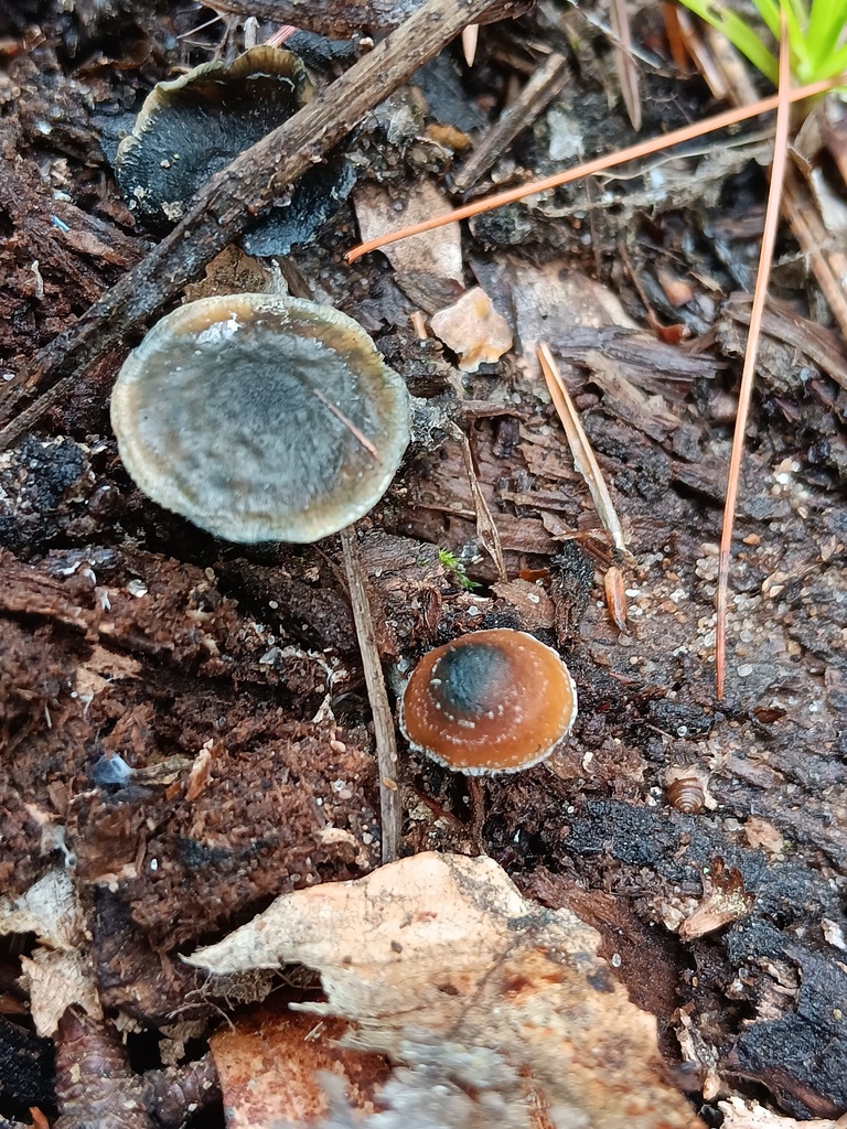 Blue-foot in September 2024 by Ryan Peace · iNaturalist