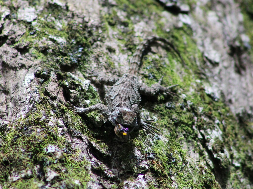 Asperous Spiny Lizard from Tepic, Nay., México on September 8, 2024 at ...