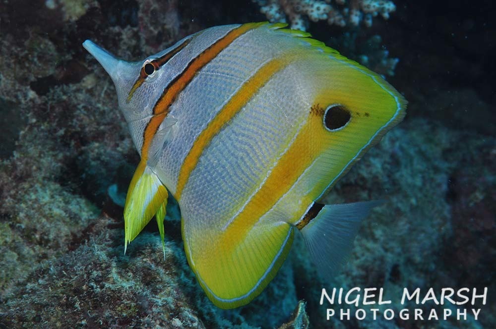 Copperband Butterflyfish from Wheeler Reef, 4805, Australia on May 17 ...