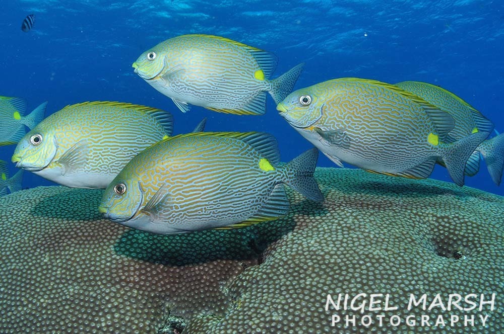 Goldlined Rabbitfish from Wheeler Reef, 4805, Australia on May 8, 2015 ...