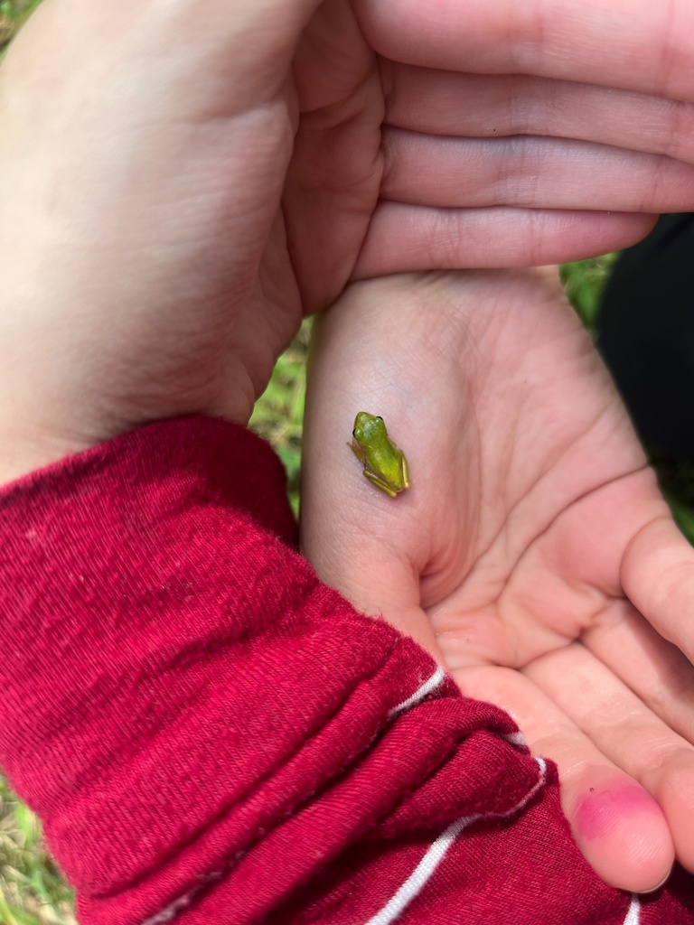 Green Treefrog from Burris St, Wingate, NC, US on September 8, 2024 at ...