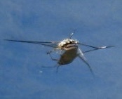 Trepobates subnitidus from Lillard Park, Oklahoma City, OK, US on ...