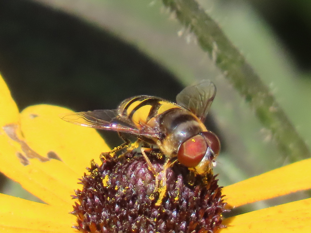 Transverse-banded Flower Fly from East Lyme, CT, USA on September 8 ...