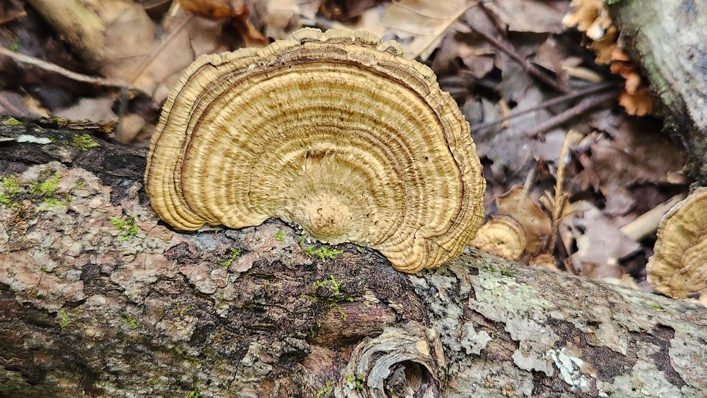 Thin-walled Maze Polypore from Caroline County, MD, USA on September 7 ...