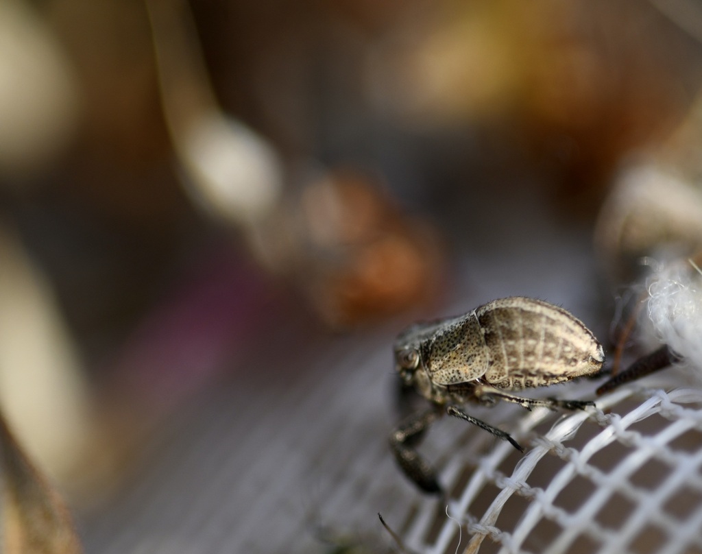 Piglet Bugs from Mtskheta Municipality, Géorgie on September 8, 2024 by ...