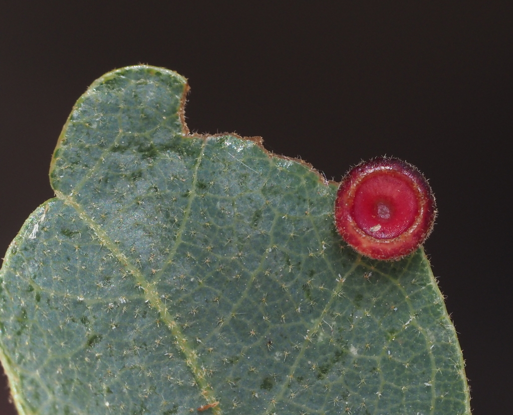 Urn Gall Wasp from Elena Gallegos Grant, Albuquerque, NM, USA on ...