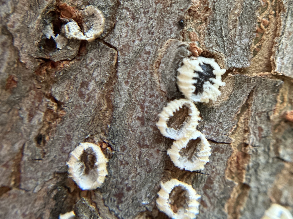 European Elm Scale from Ivy Springs Ct, Moreno Valley, CA, US on ...