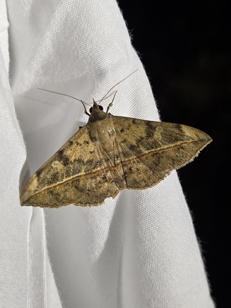 Velvetbean Caterpillar Moth from Calloway County, US-KY, US on ...