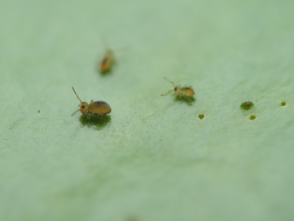 Globular Springtails in September 2024 by Lucas Garriga · iNaturalist