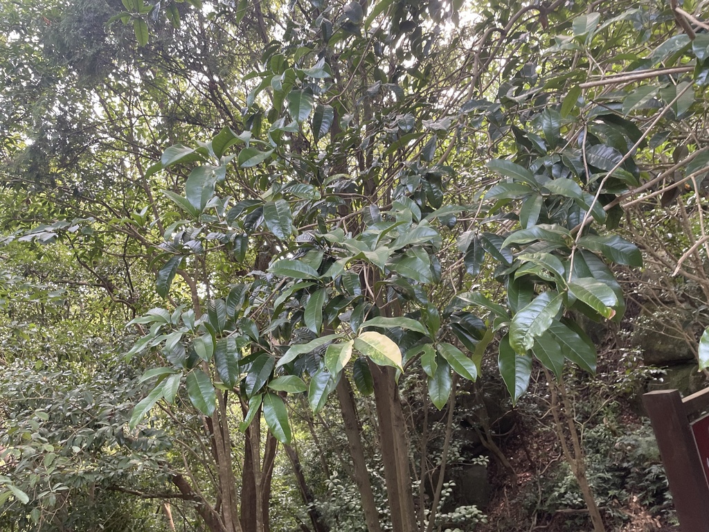 Viburnum odoratissimum awabuki from 朱家尖景区, 舟山市, 浙江省, CN on September 09 ...