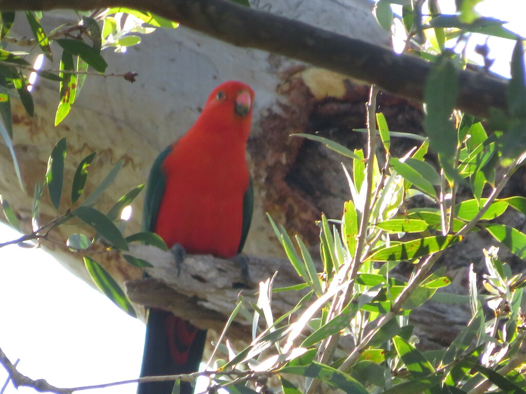 Australian King Parrot from Brisbane QLD, Australia on September 9 ...