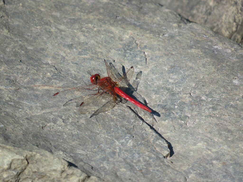 Scarlet Percher from Brisbane QLD, Australia on September 9, 2024 at 09 ...