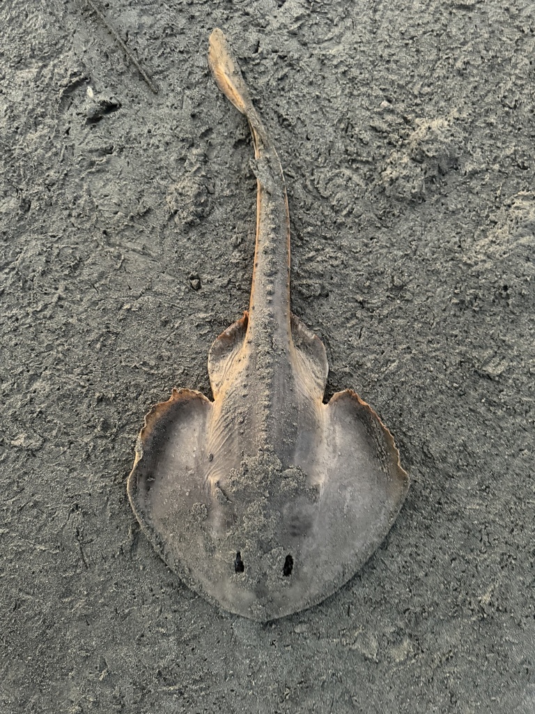 Thornback Guitarfish from North Pacific Ocean, Oceanside, CA, US on ...