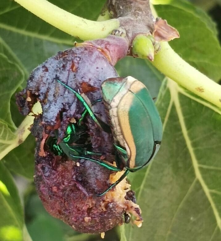 Figeater Beetle from Tijuana, B.C., México on September 7, 2024 by Ana ...