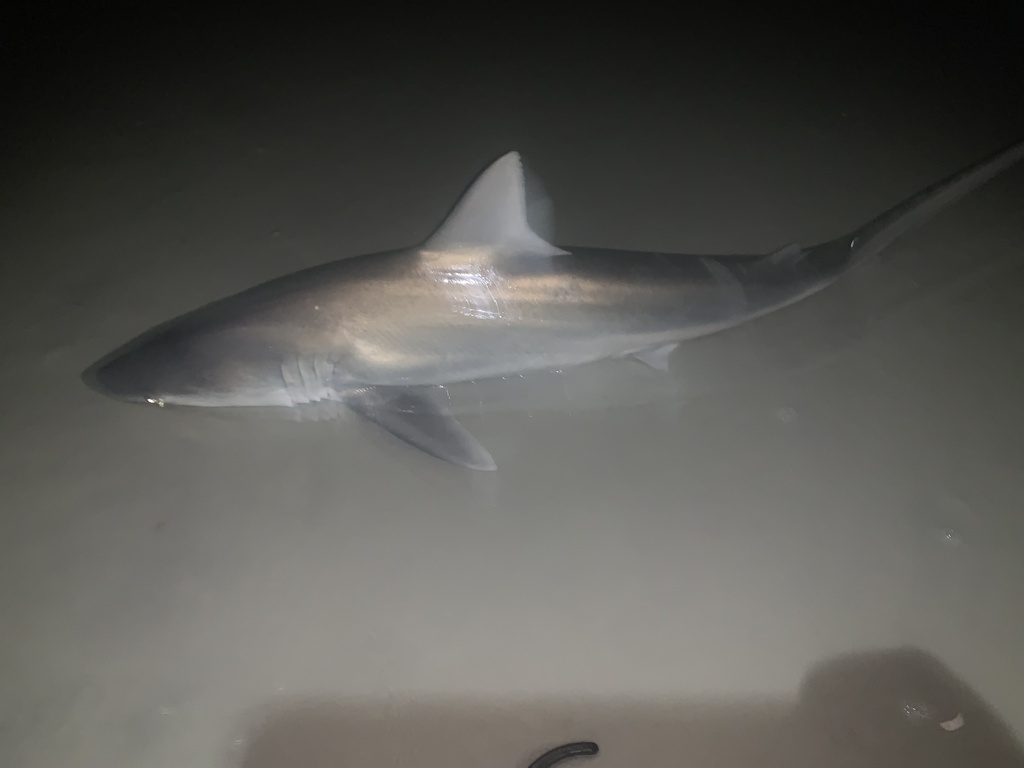Finetooth Shark from North Atlantic Ocean, Ponce Inlet, FL, US on ...