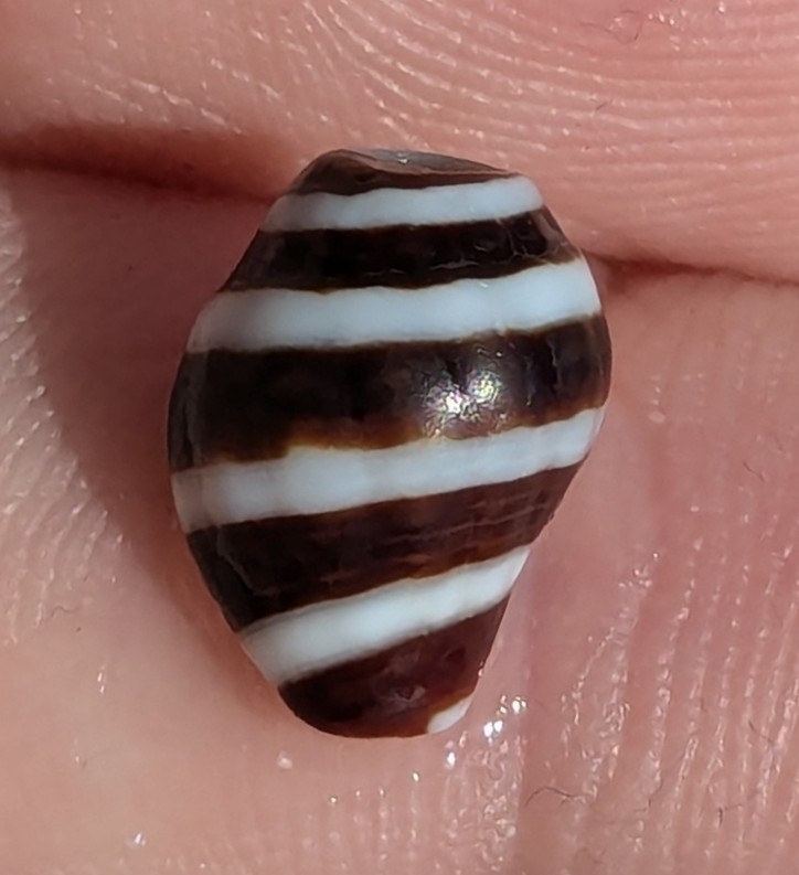 Bumblebee Snail from 1338-5 Aharen, Tokashiki, Shimajiri District ...