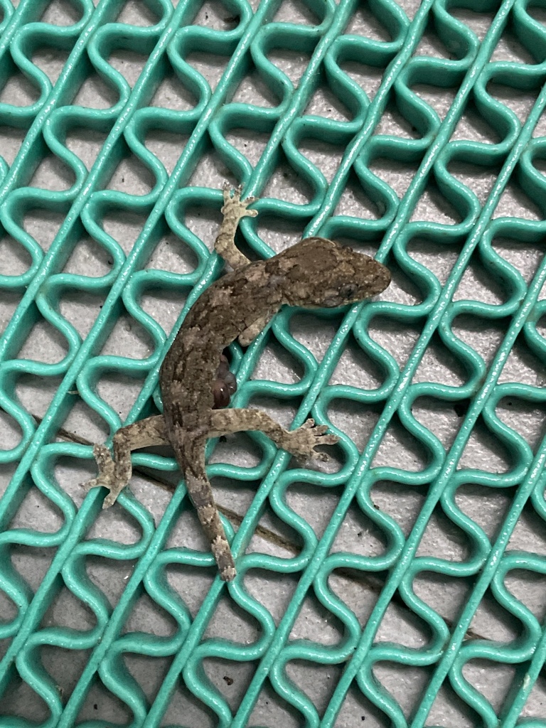 Calling Geckos in September 2024 by Alex Pintsen JIN. A gecko that has ...