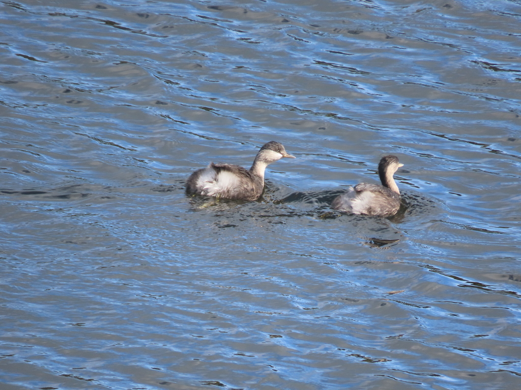 Hoary-headed Grebe from Currie Harbour, Edward St, Currie TAS 7256 ...