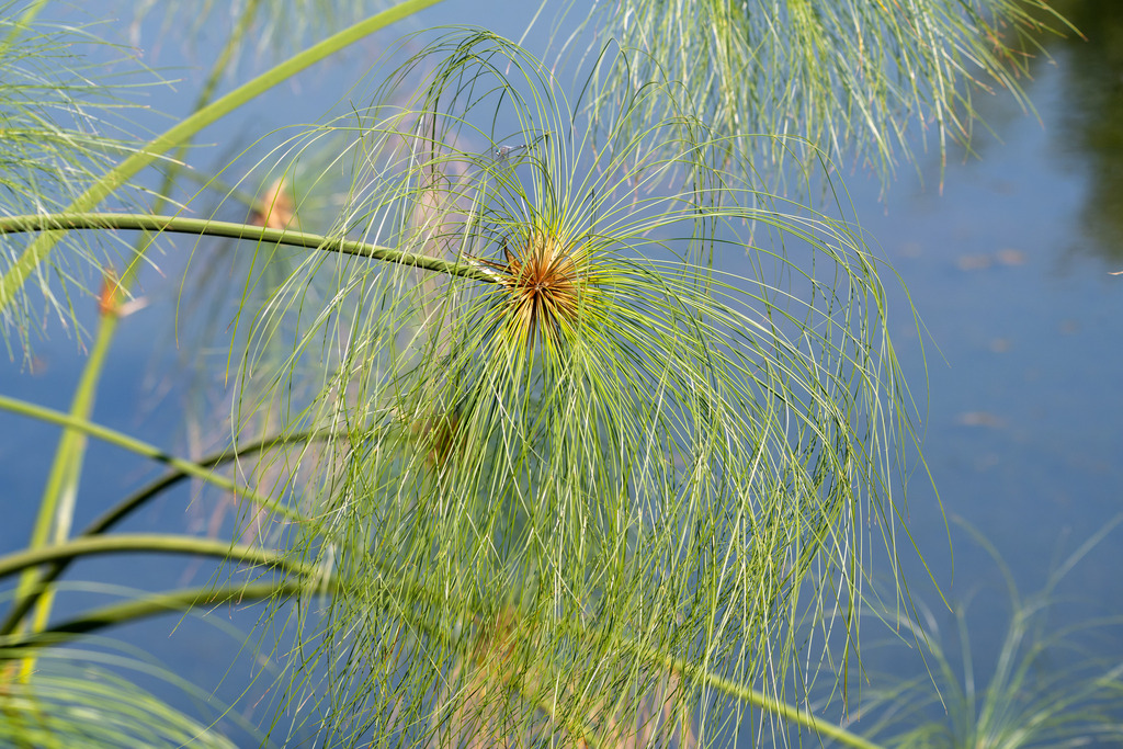 Papyrus sedge from Av. de las, Cultura Veracruzana 1, Zona ...