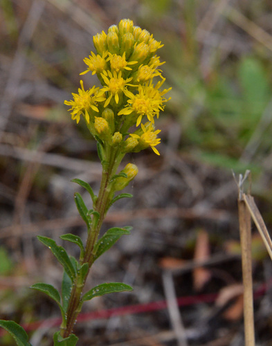 Sección Erectae · NaturaLista Colombia