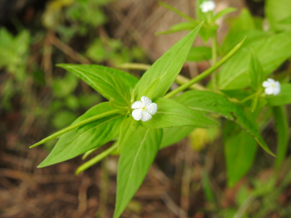 Catharanthus pusillus from Harsh, Rajasthan 332021, India on September ...