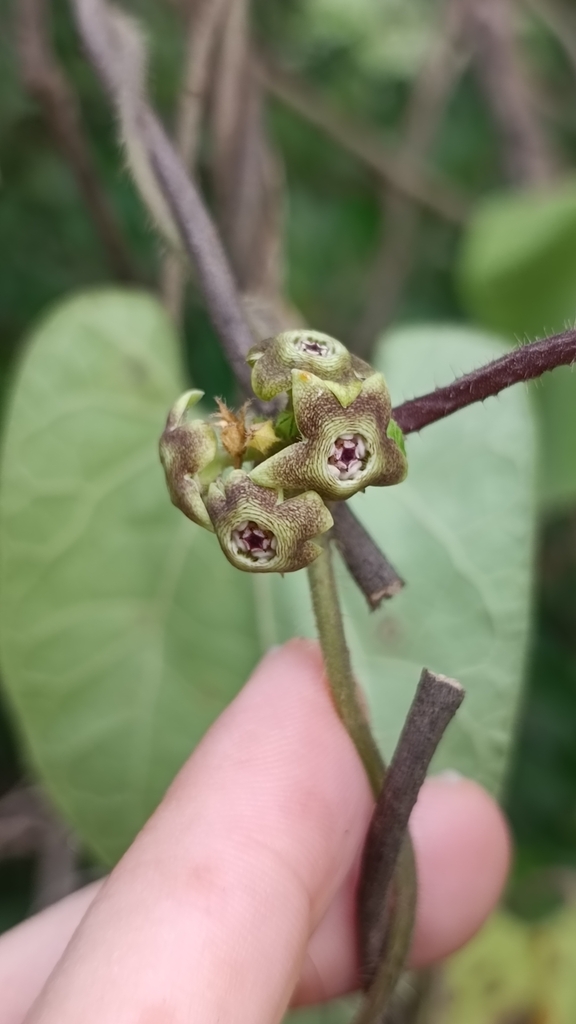 Dictyanthus sepicola from 82830 Sin., México on September 8, 2024 at 01 ...