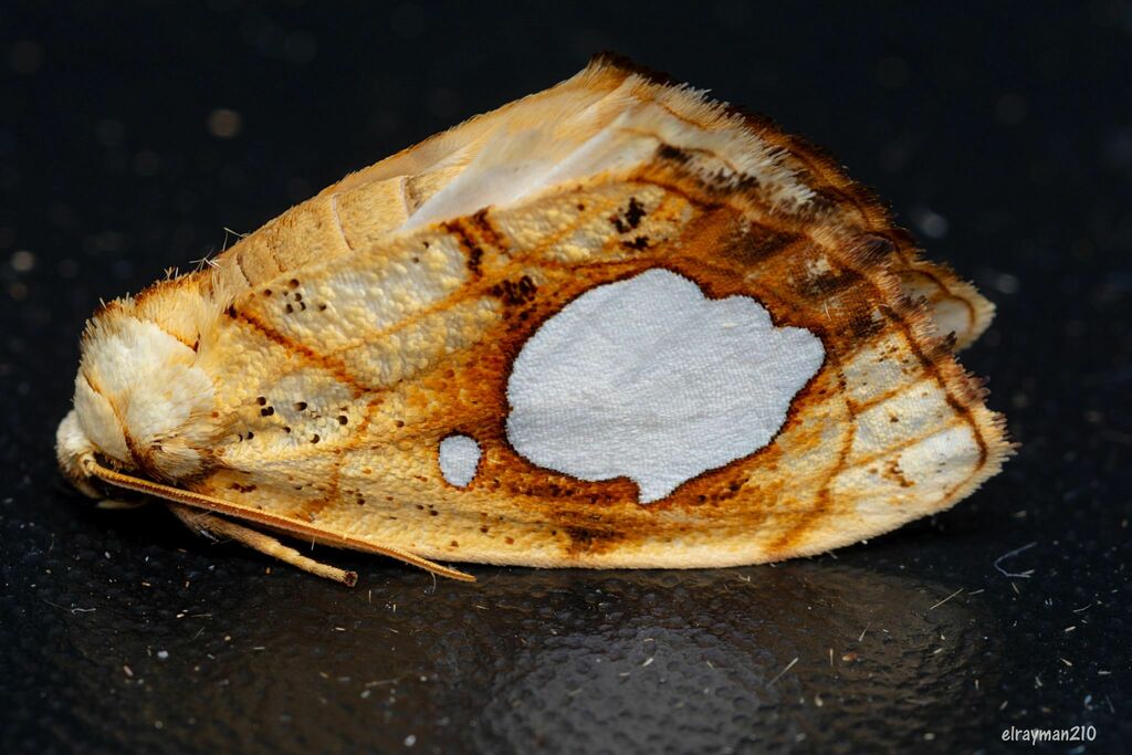 Basilodes philobia from Coeneo, Mich., México on September 7, 2024 at ...