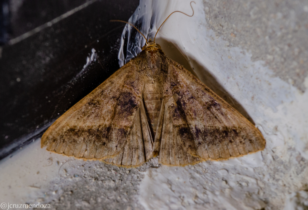 Small Mocis Moth from Mérida, Yuc., México on August 3, 2024 at 10:41 ...