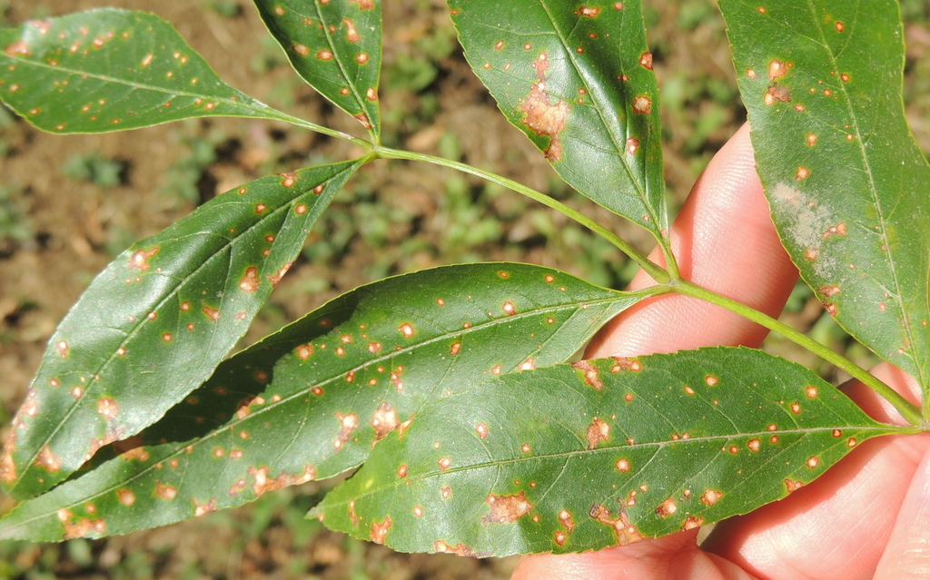 Passalora fraxini from Белград, Сербия on September 8, 2024 at 03:33 PM ...