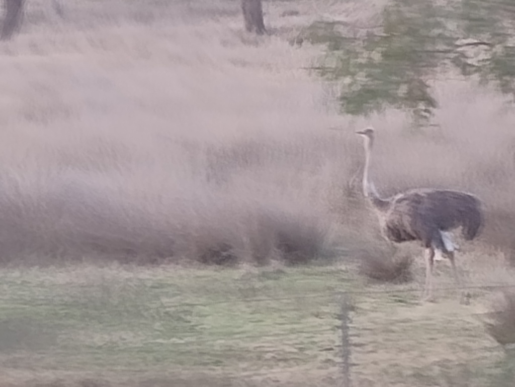 Common Ostrich from Halls Creek NSW 2346, Australia on August 9, 2024 ...
