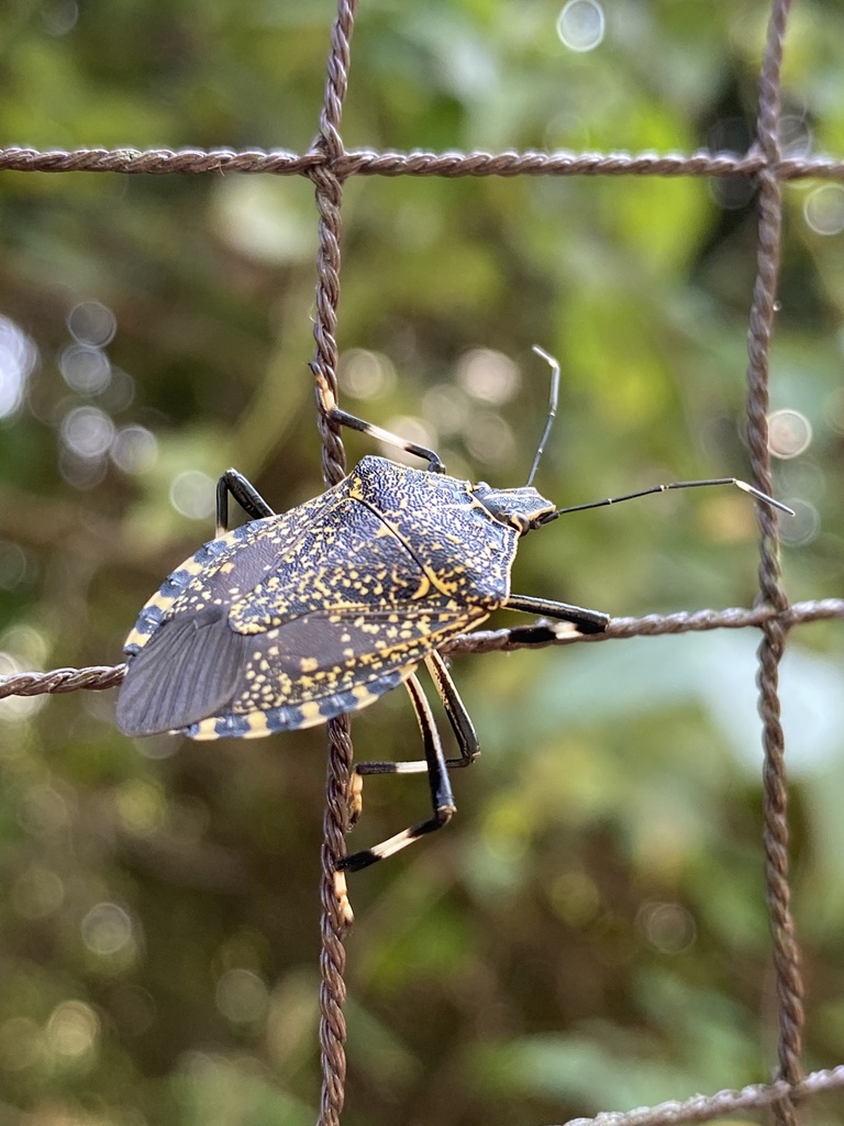 Yellow-spotted Stink Bug from Honshu, Kyoto, Kyoto, JP on September 9 ...
