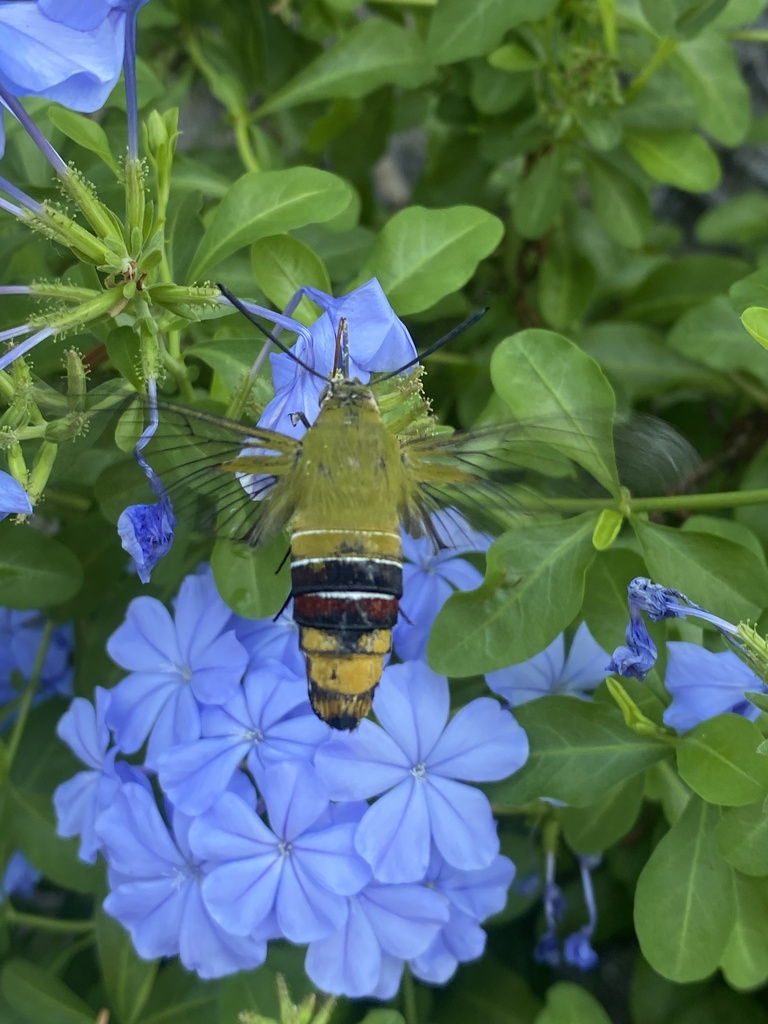 Cephonodes hylas hylas from Honshu, Kyoto, Kyoto, JP on September 09 ...