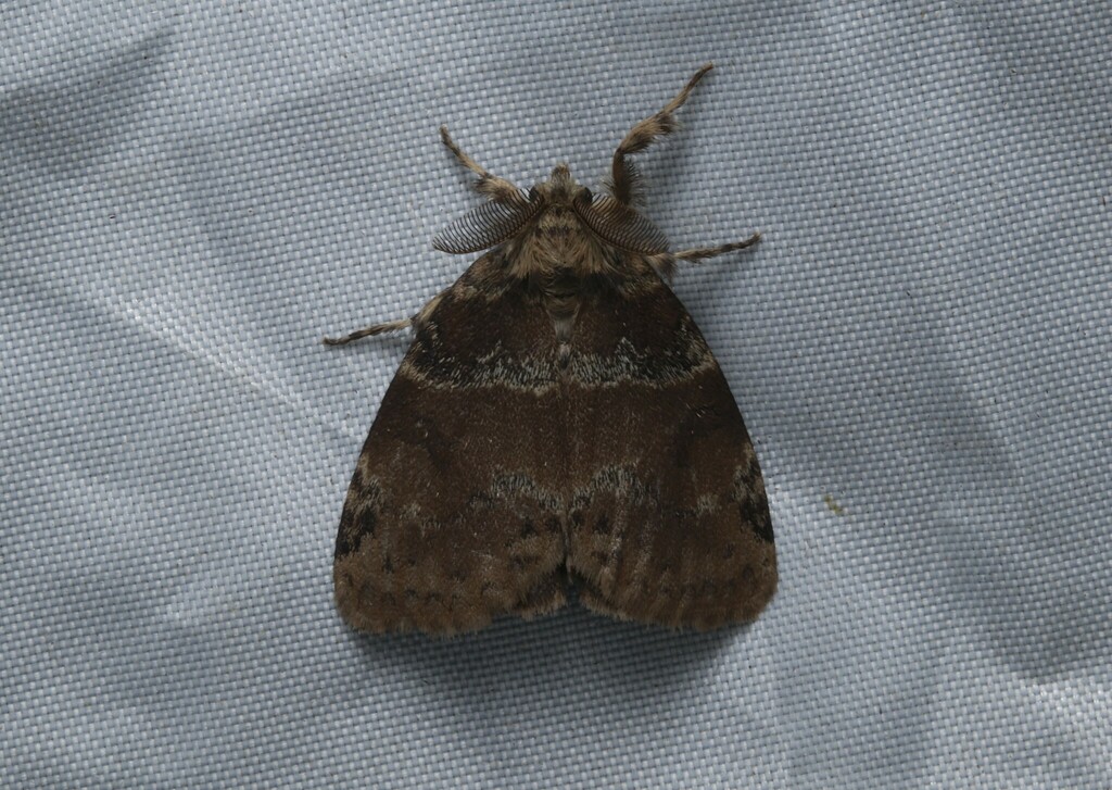 Ilema jankowskii from 中国浙江省杭州市淳安县 on August 31, 2024 at 09:21 PM by ...